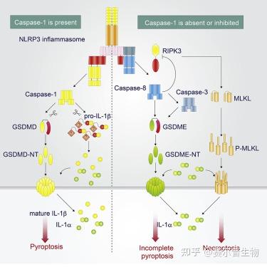 细胞焦亡万字总结 | 信号通路、GSDMs详解、研究方法、文献解析 - 知乎