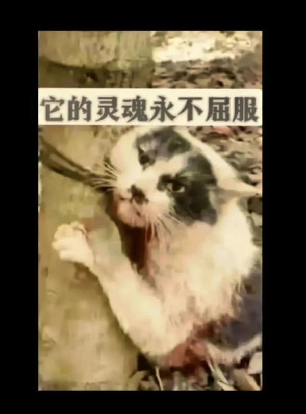 抵制虐猫，勇敢发声：手把手教你如何举报身边的虐猫人！ 知乎