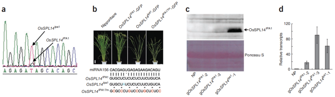 转录因子IPA1，次次都能发顶刊是怎么做到的？ - 知乎