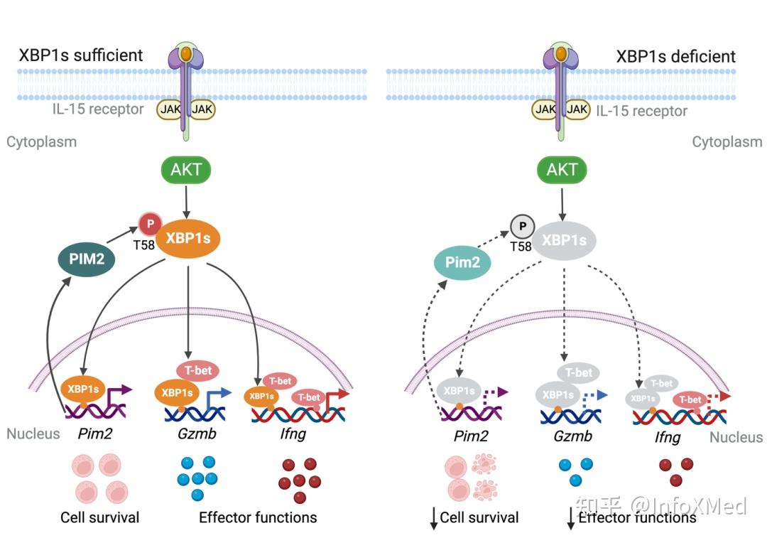Sci Immuno丨IL-15调控NK细胞存活和功能新机制 - 知乎