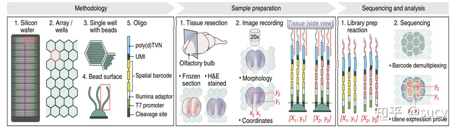 空间转录组 - 知乎
