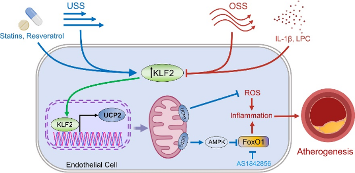 【研究速递】黄聿/骆江云团队发现内皮细胞UCP2是动脉粥样硬化的新型保护因子 - 知乎