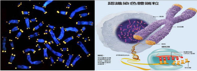 PNAS：利用TERT基因疗法和 FST基因疗法延缓衰老，延长寿命 - 知乎
