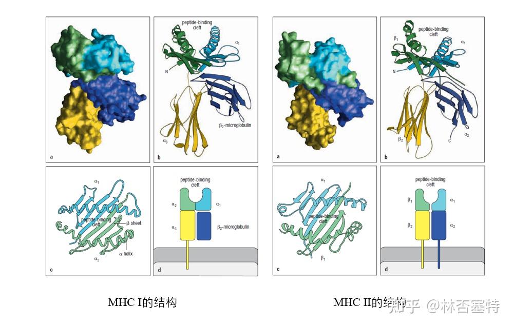 T cell(细胞)识别antigen(抗原) - 知乎