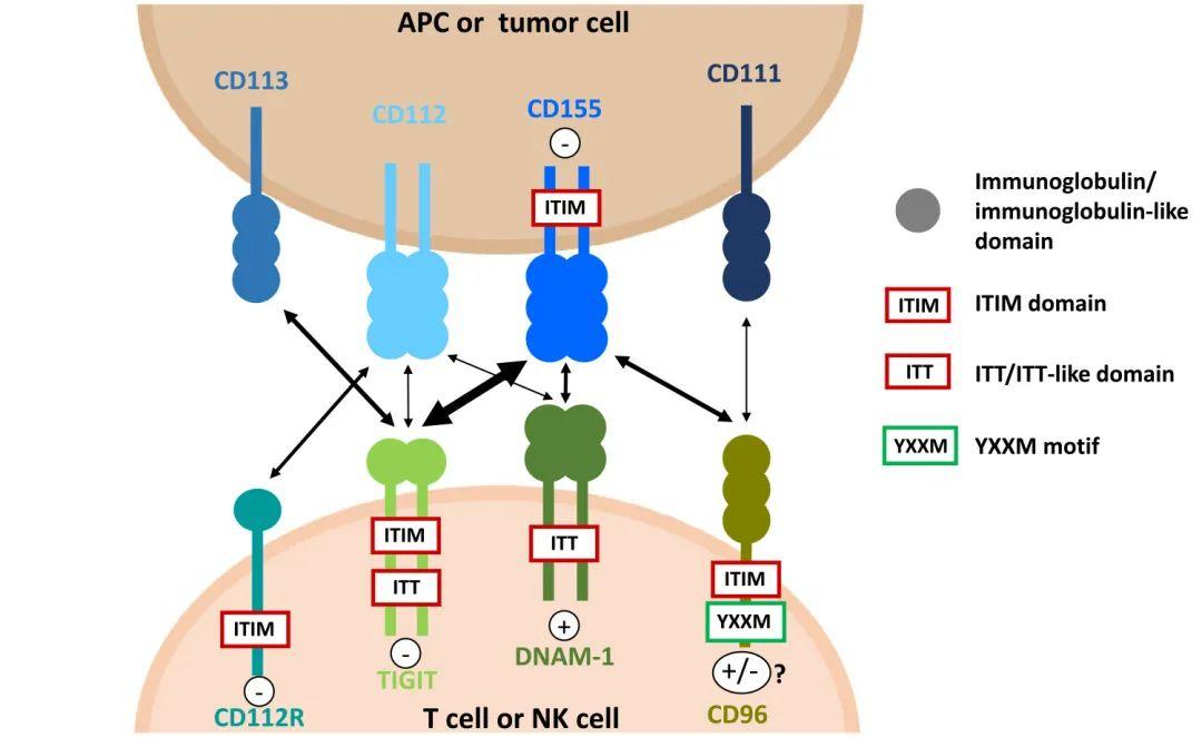什么是白细胞介素2受体(IL-2R)？ - 知乎