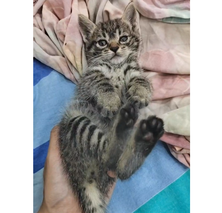 CLIP（Contrastive Language–Image Pre-training）原理与源码解读 - 知乎