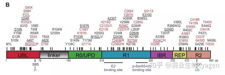 帕金森病致病基因之PRKN - 知乎