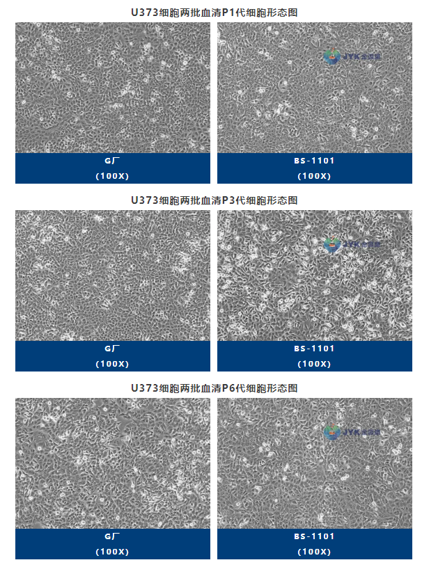 金源康丨U373细胞 BS-1101验证数据 - 知乎