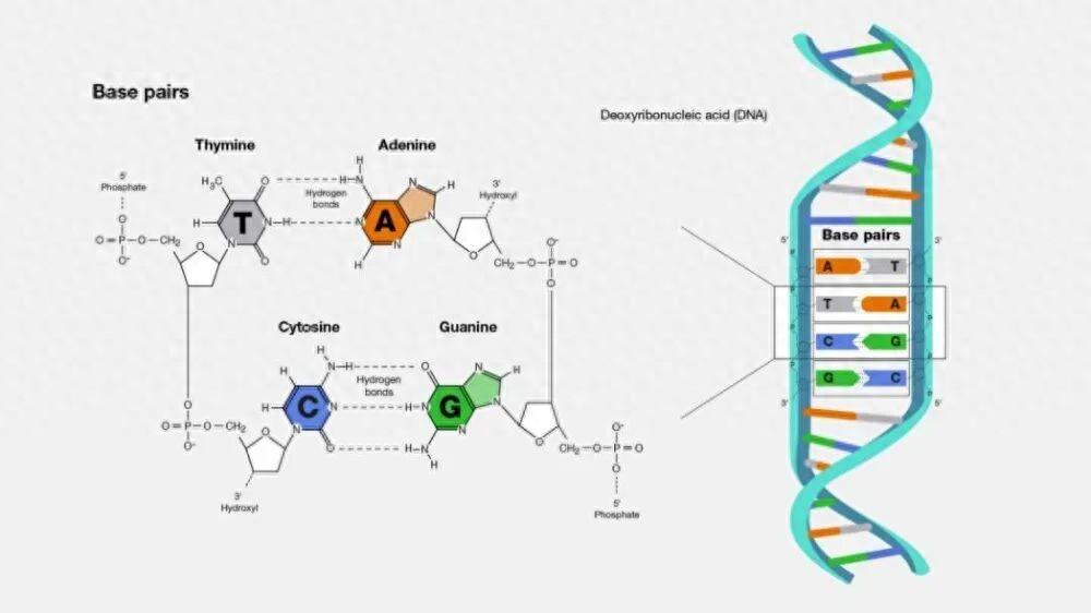 给 DNA 装“活字”，我国自主研发“毕昇一号”实现存储技术跨越 - 知乎