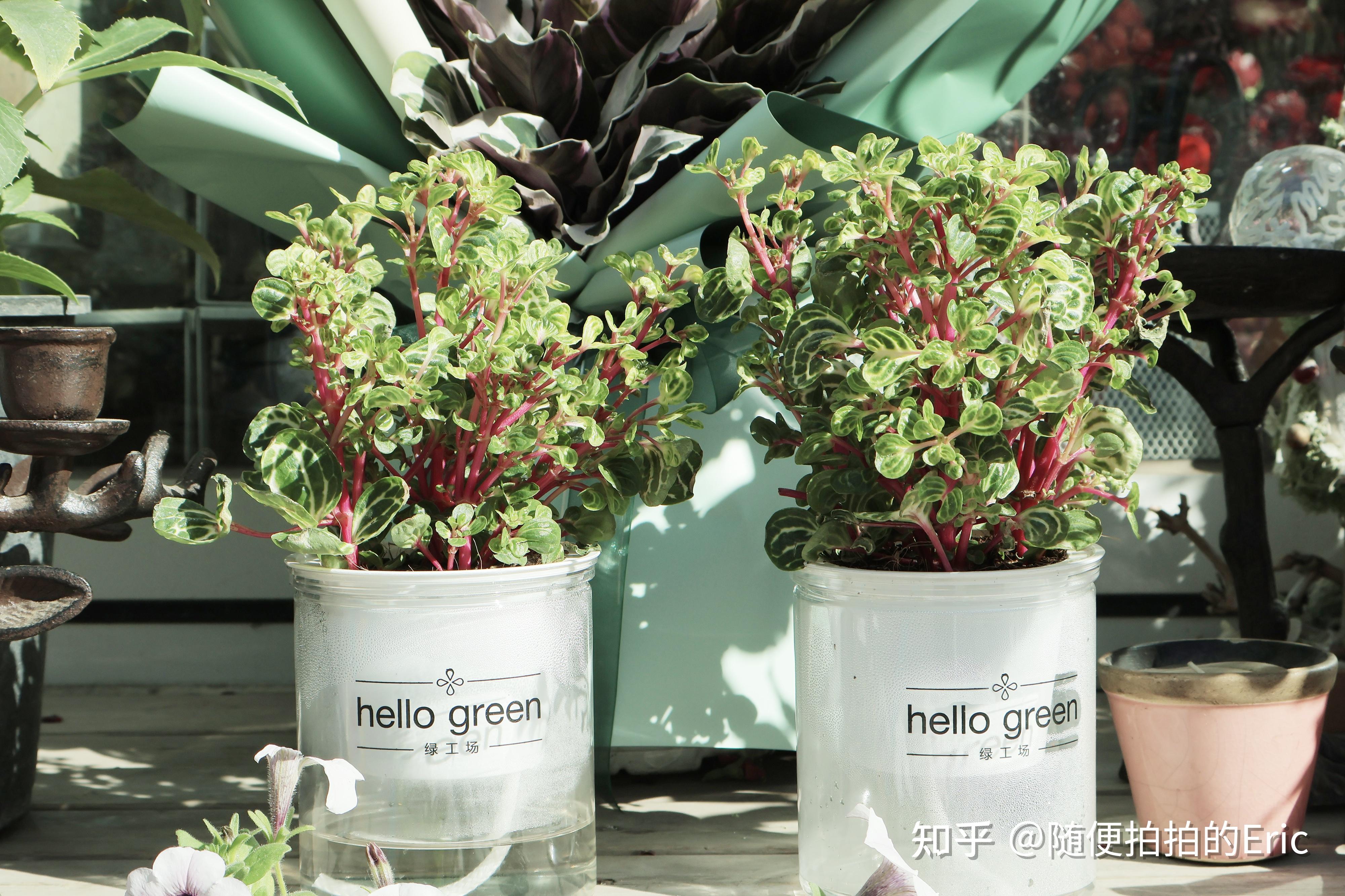 新一代的网红微单和带货神器？佳能EOS R50评测！白色款简直太爱了 - 知乎