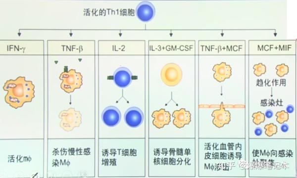 免疫应答的过程 - 知乎