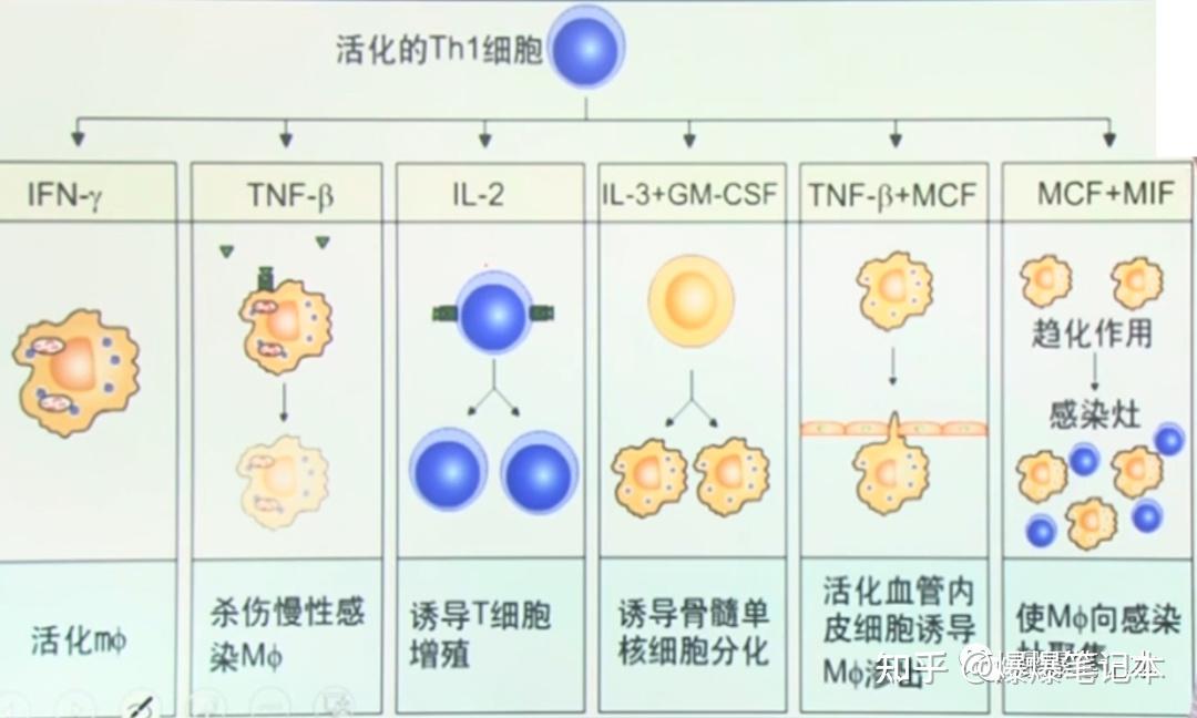 免疫应答的过程 - 知乎