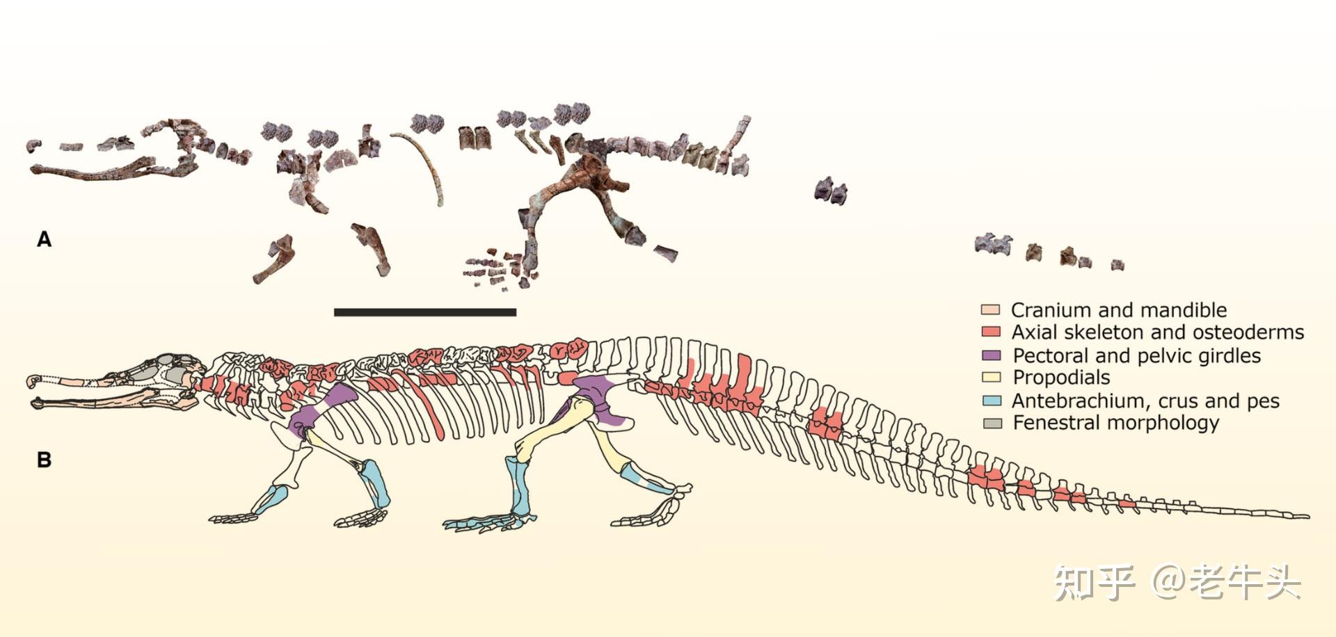 古生物新闻（2023年2月27日-3月12日） - 知乎