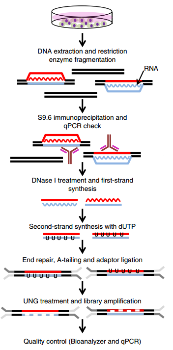DRIPc-seq - 知乎