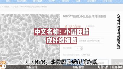 NIH3T3细胞培养，小鼠胚胎成纤维细胞培养攻略 - 丰晖生物 - 知乎