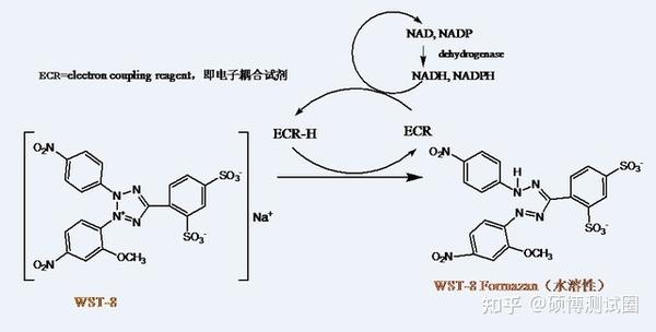 一文读懂CCK-8/MTT - 知乎