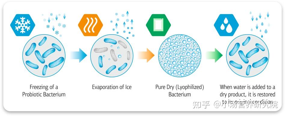 让益生菌“一键休眠”，冻干技术是怎么做到的？ - 知乎