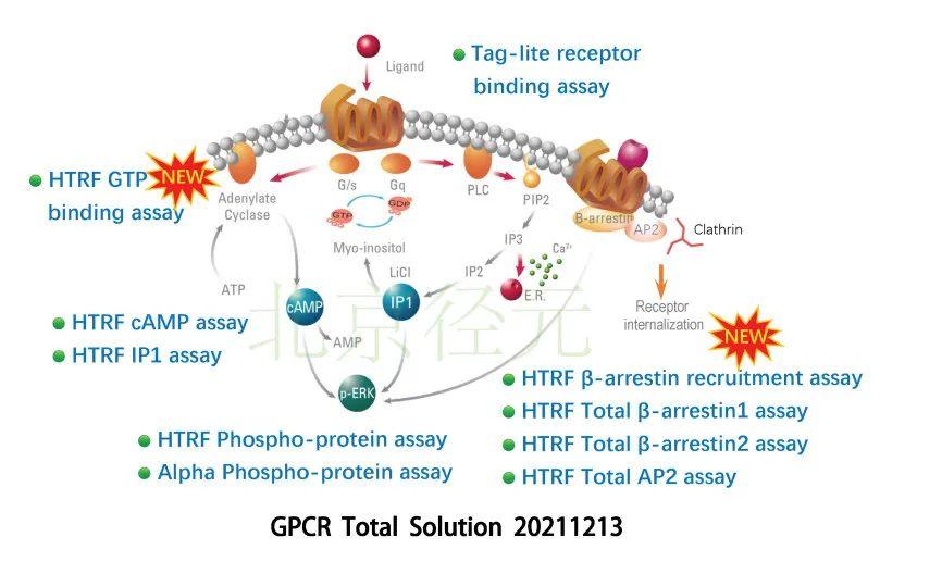 不是所有TR-FRET，都是HTRF 202408 - 知乎