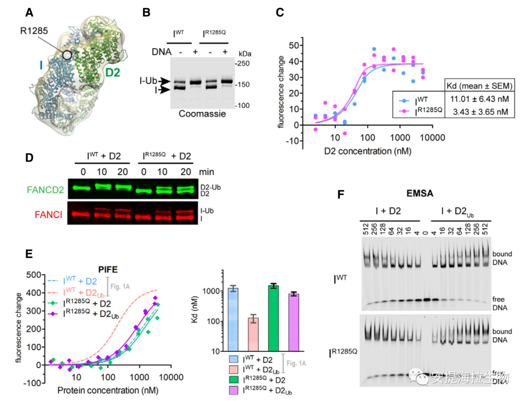 FANCI和FANCD2不同的泛素化功能使ID2-DNA稳定结合 - 知乎