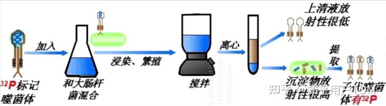 噬菌体侵染细菌的实验笔记2.3.1.3 - 知乎