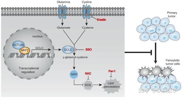 FI 16+铁死亡研究深度解读 | ACTL6A或是胃癌治疗新靶点 - 知乎