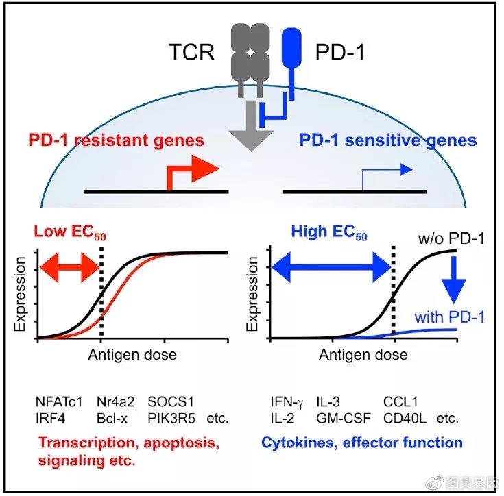 EC50分析发现PD-1优先抑制不受抗元受体诱导的基因 - 知乎
