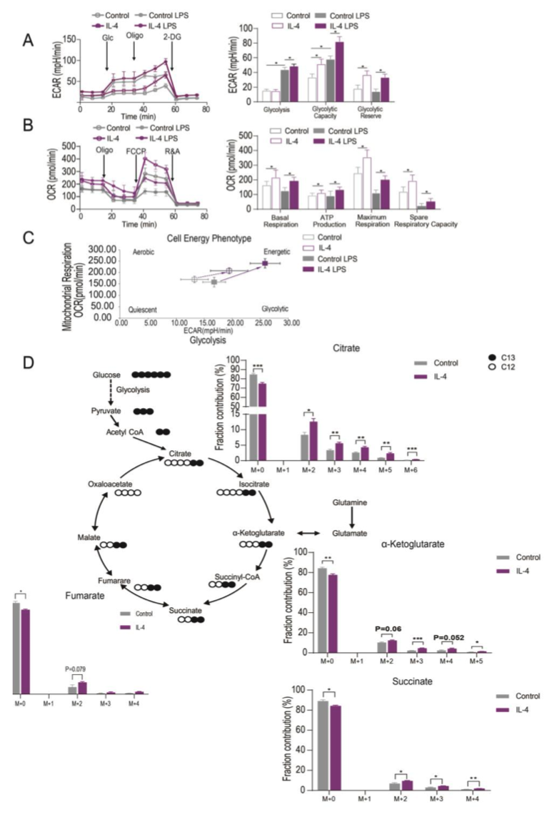 Cell Reports丨糖酵解/HIF-1α 轴定义了 IL-4 训练的巨噬细胞的炎症反应 - 知乎