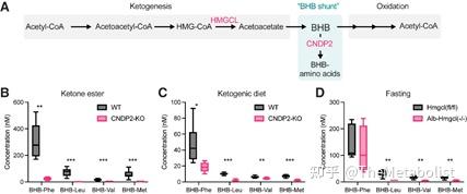 代谢学人——Cell：酮体新通路解锁减重新方向 - 知乎
