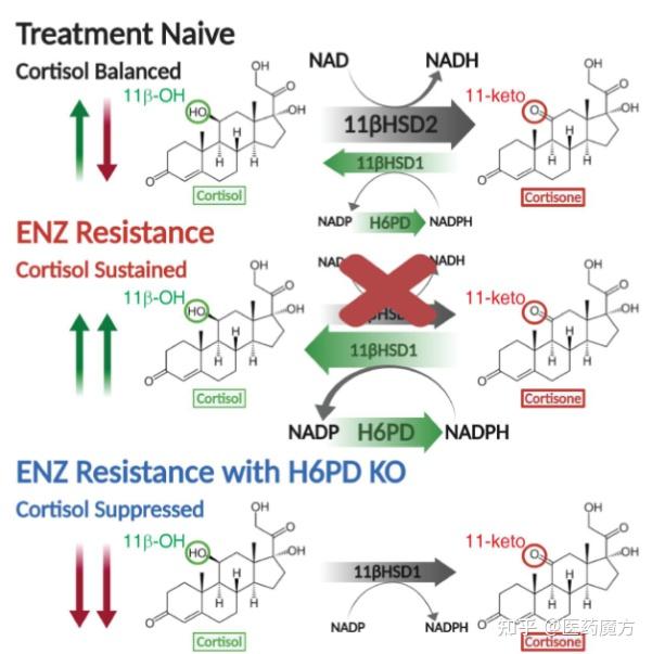 Science子刊报道前列腺癌新疗法：恩扎卢胺“搭档”H6PD抑制剂，显著改善小鼠生存 - 知乎