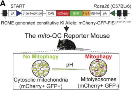 线粒体荧光探针三剑客：Mito-EGFP、mito-QC与MitoTimer，你选对了吗？ - 知乎