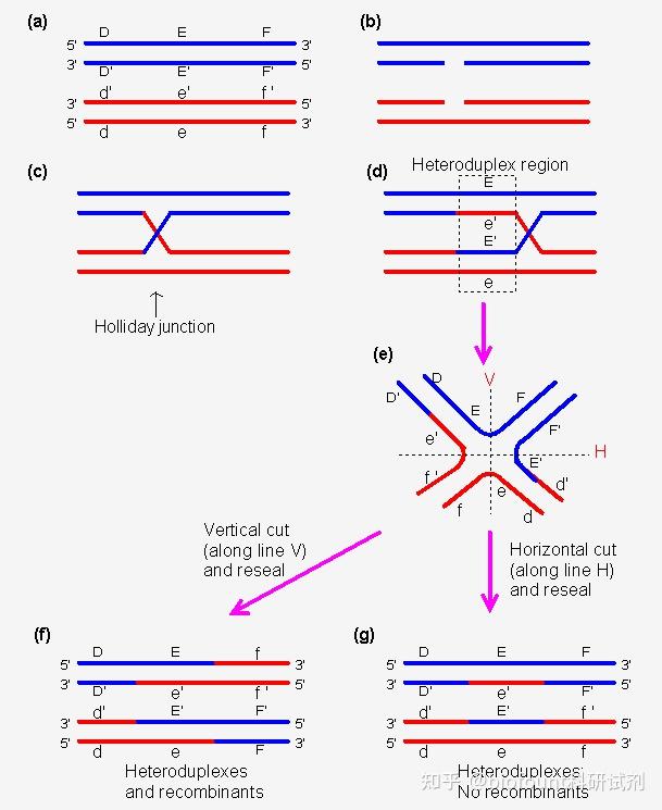 DNA交叉的Holliday模型 - 知乎