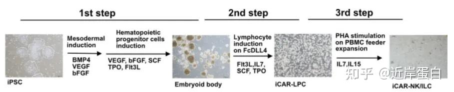 一文详解iPSC-NK细胞培养 - 知乎