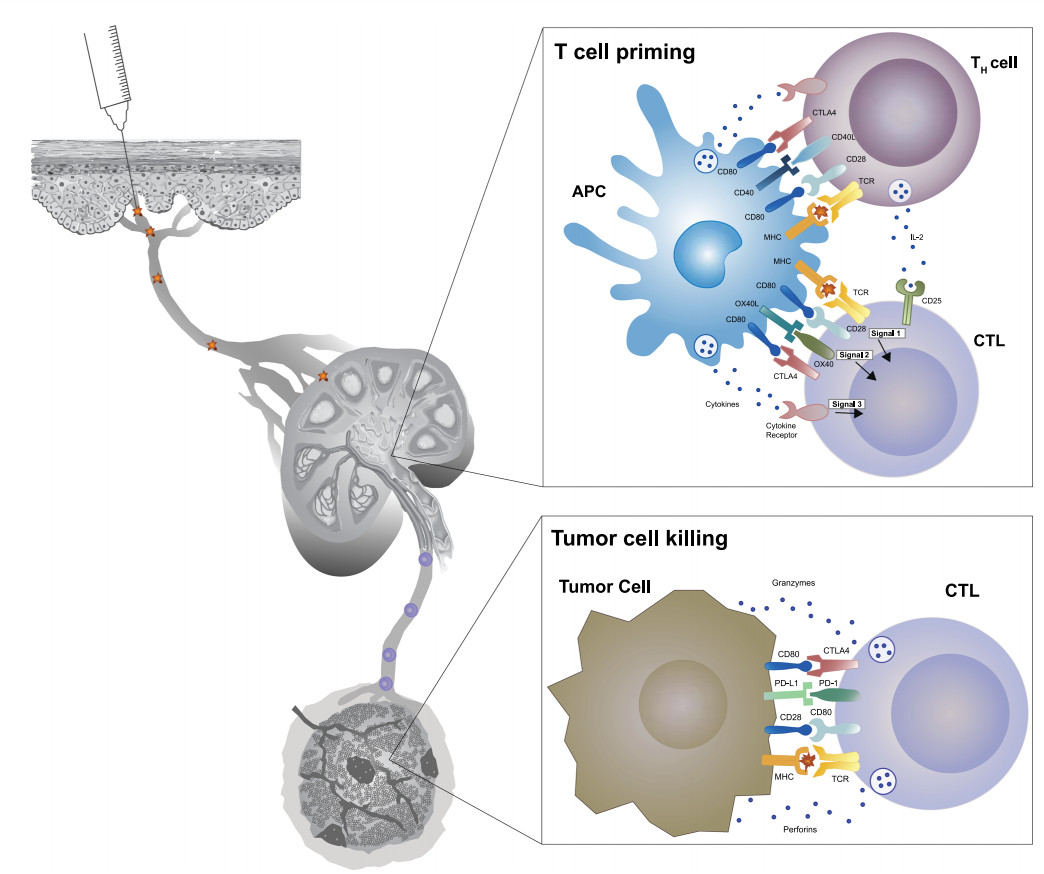 HLA人源化小鼠在肿瘤疫苗市场开启【狂飙】赛道 - 知乎