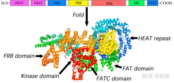 mTOR抑制剂的研究进展 - 知乎