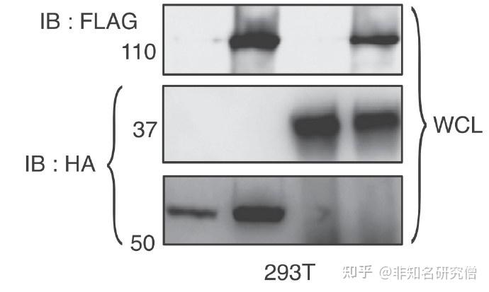 Co-IP的结果解读 - 知乎