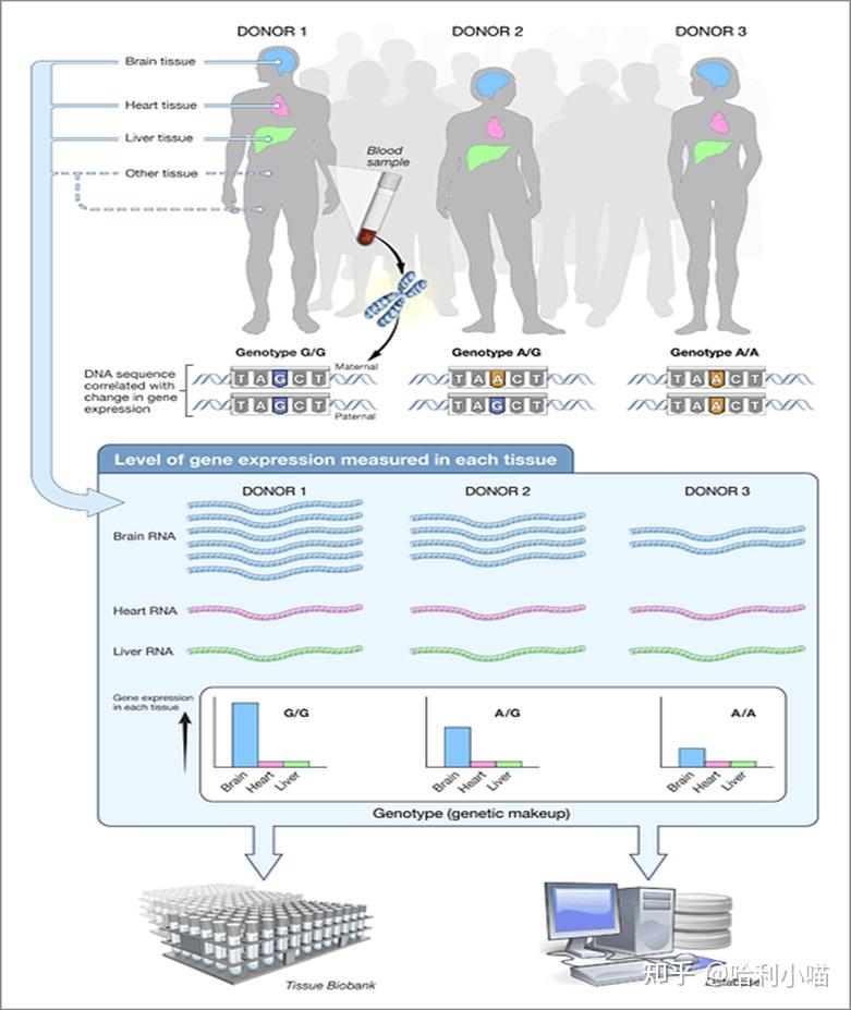 [文献分享] IF30+ MR-JTI TWAS模型 详细解读 - 知乎