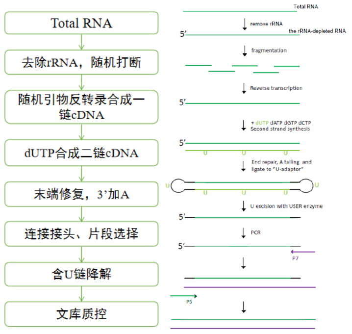 RNA结合蛋白研究技术：RIP-seq实验分析流程及案例分享 - 知乎