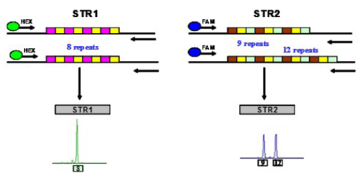 细胞株鉴定(Cell Line Authentication) FAQs - 知乎