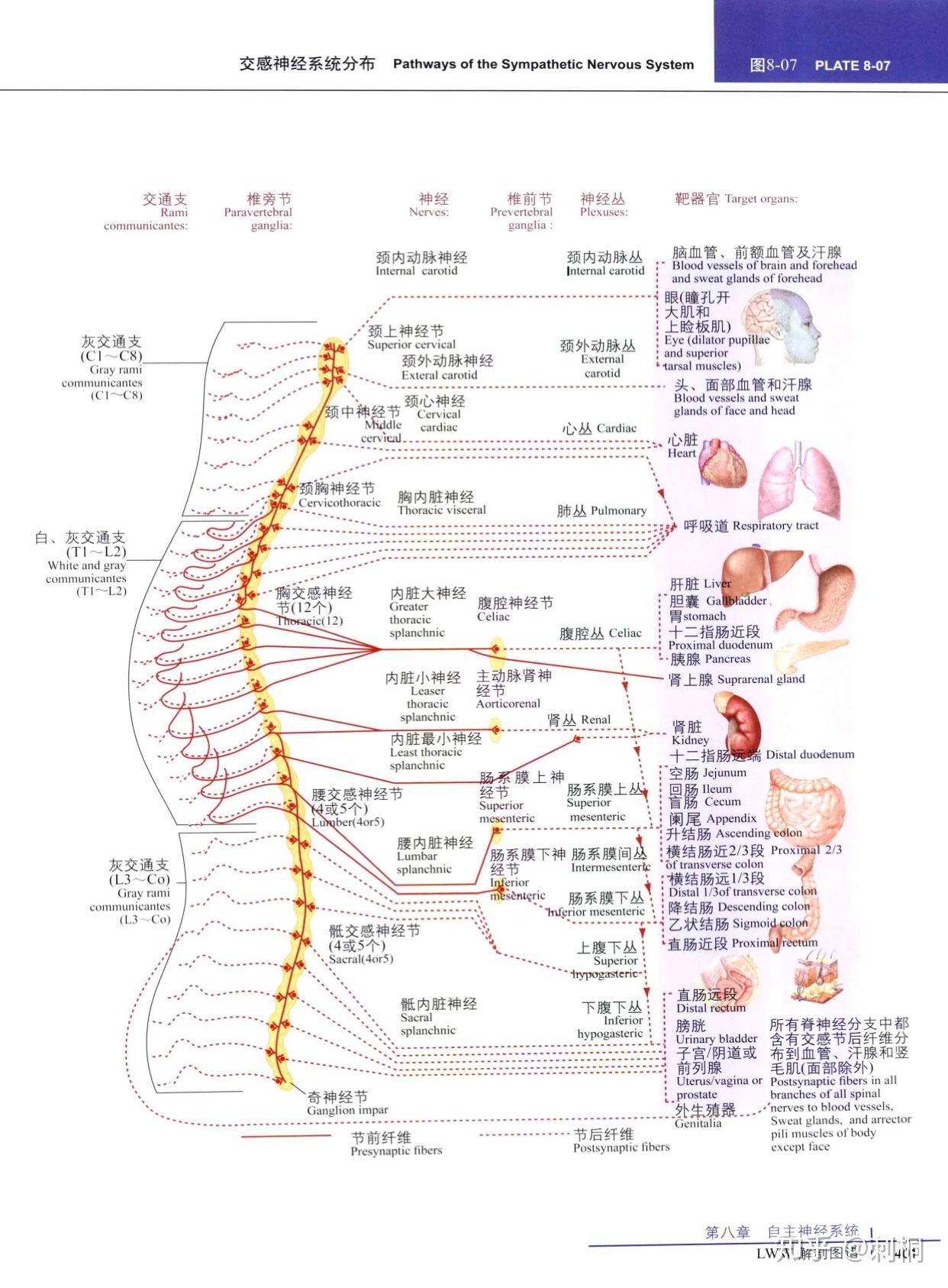 有什么比较好的解剖图谱值得推荐？ - 知乎