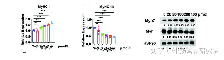 快肌纤维到慢肌纤维的转化意味着什么——红花最新研究解读 - 知乎