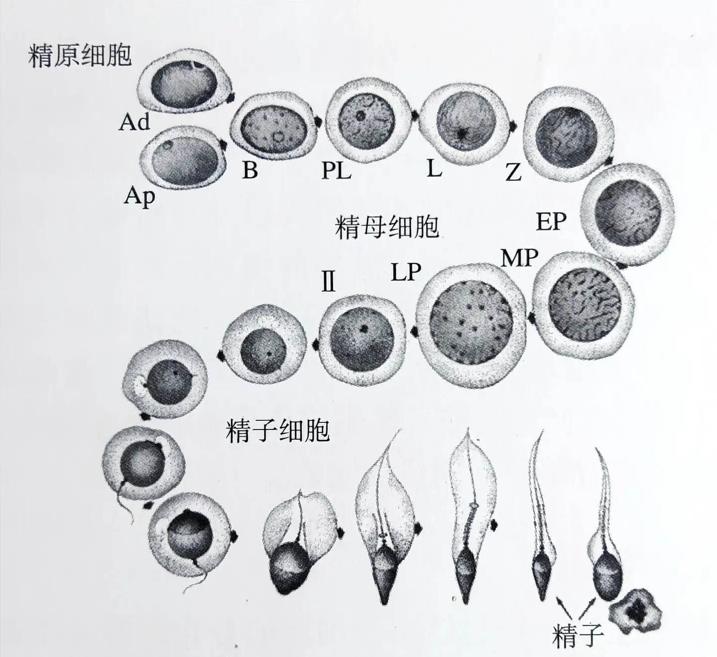 精子如何生成？ 从精子生成环境精曲小管说起 - 知乎