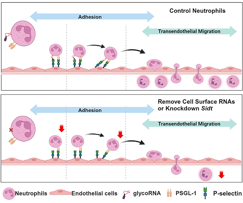 三篇顶刊，新型RNA修饰----糖基化GlycoRNA - 知乎