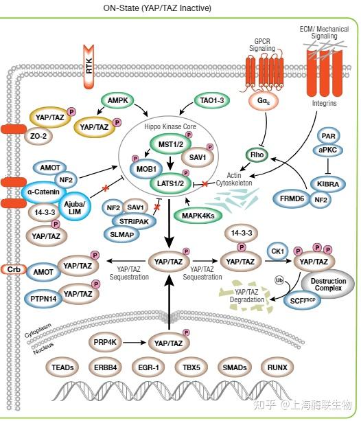 Hippo信号通路：YAP和TAZ作用机制-酶联生物 - 知乎