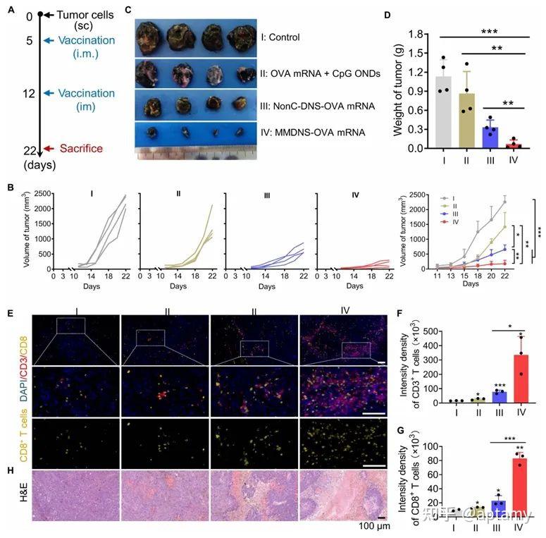 Sci Adv：搭建mRNA疫苗的专属工作间 - 知乎