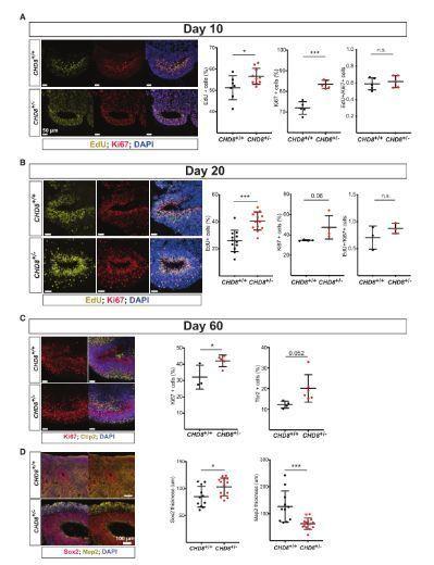 Cell 子刊：CHD8单倍不足影响兴奋性和抑制性神经元发育轨迹 - 知乎