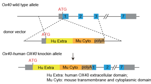 又一热门靶点（OX40）被详细解读 - 知乎