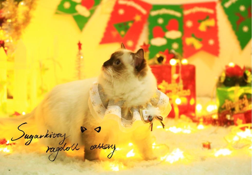 SugarKitty布偶猫舍：您的圣诞礼物已到，请注意查收哦(⁎⁍̴̛ᴗ⁍̴̛⁎) - 知乎