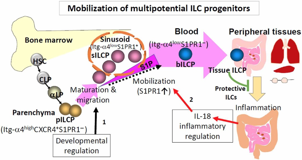 Sci Adv︱刘庆洋等揭示骨髓中ILC 前体细胞外迁机制以及其对肠道炎症中的组织保护作用 - 知乎