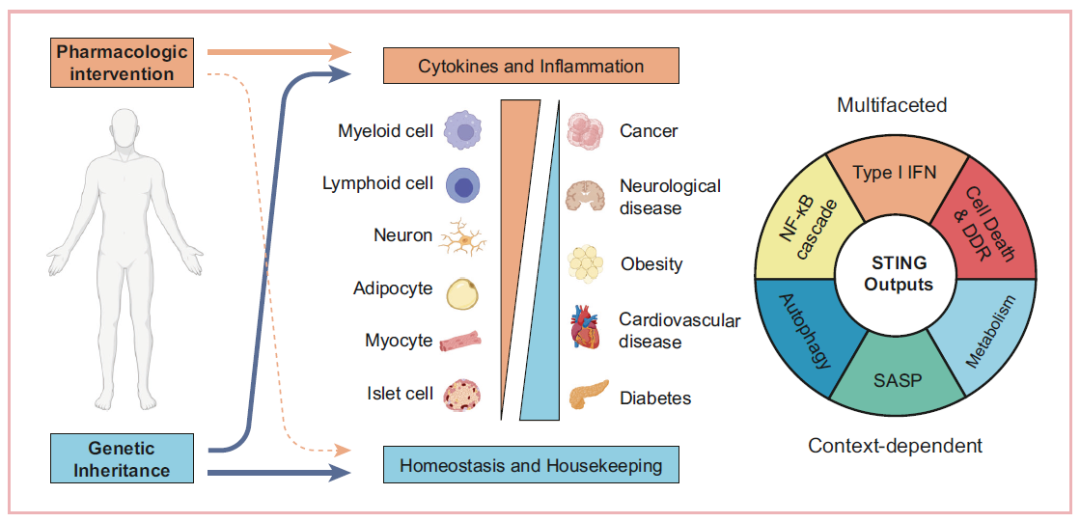 STTT 综述︱张子力/周海锋/胡德胜团队发表cGAS-STING信号通路长篇综述 - 知乎
