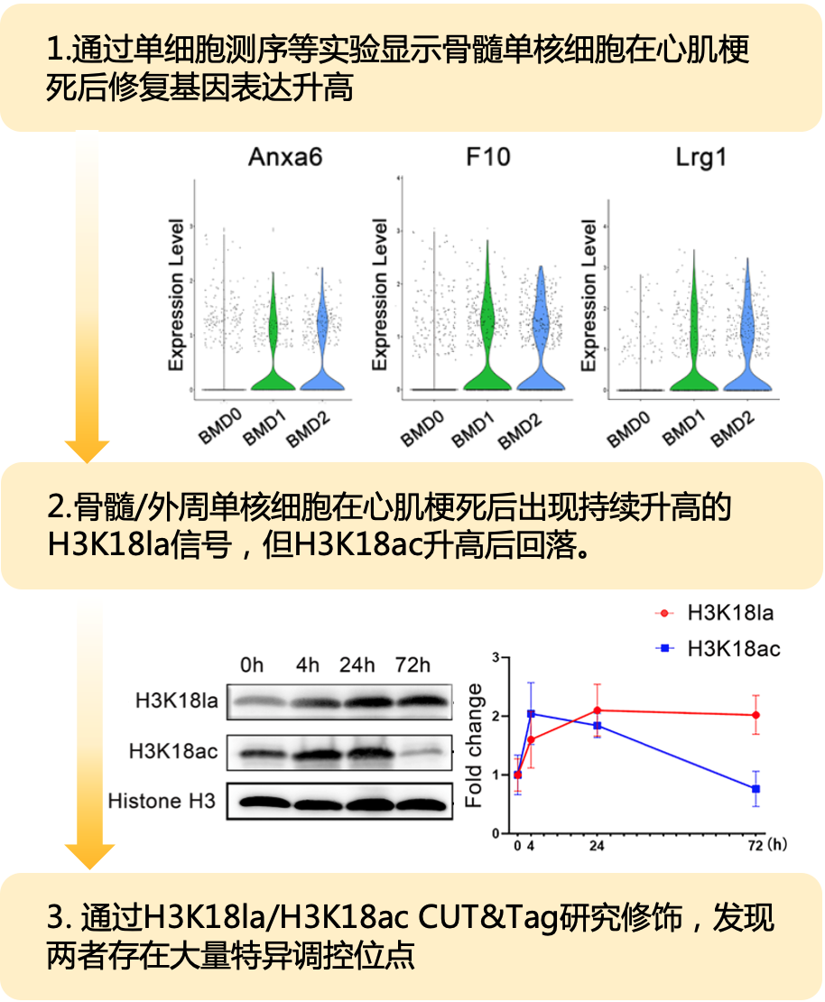 三大经典CUT&Tag应用场景 - 知乎